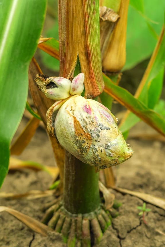 Spoiled Corn Grows in a Cornfield Stock Photo - Image of dust, farm ...