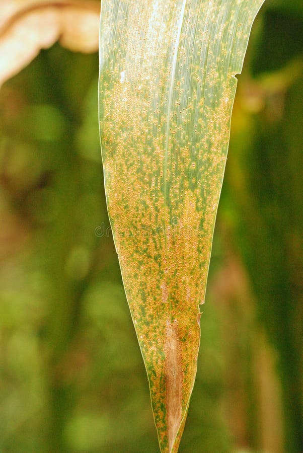Corn Disease;fungus Disease Stock Image - Image of grow, pathology ...