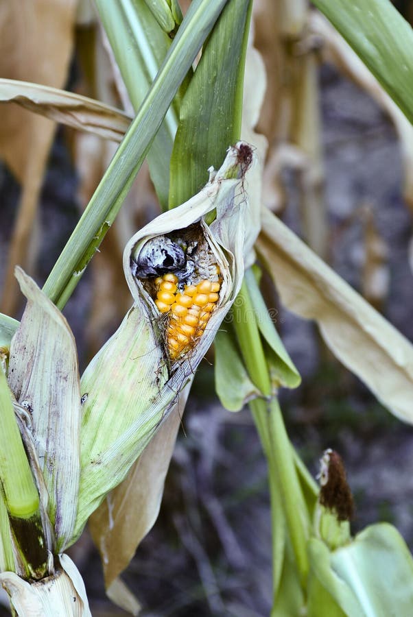 Corn diseases stock photo. Image of disease, corn, fafrac14 - 35180976