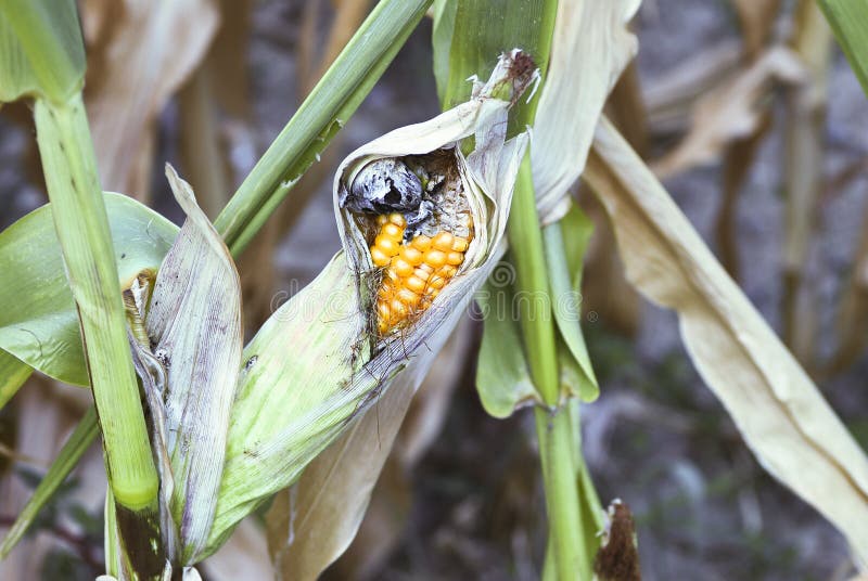 Corn diseases stock image. Image of close, barren, mushroom - 35181039