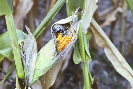 Corn diseases stock image. Image of close, barren, mushroom - 35181039