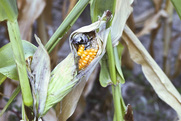 Corn diseases stock image. Image of close, barren, mushroom - 35181039