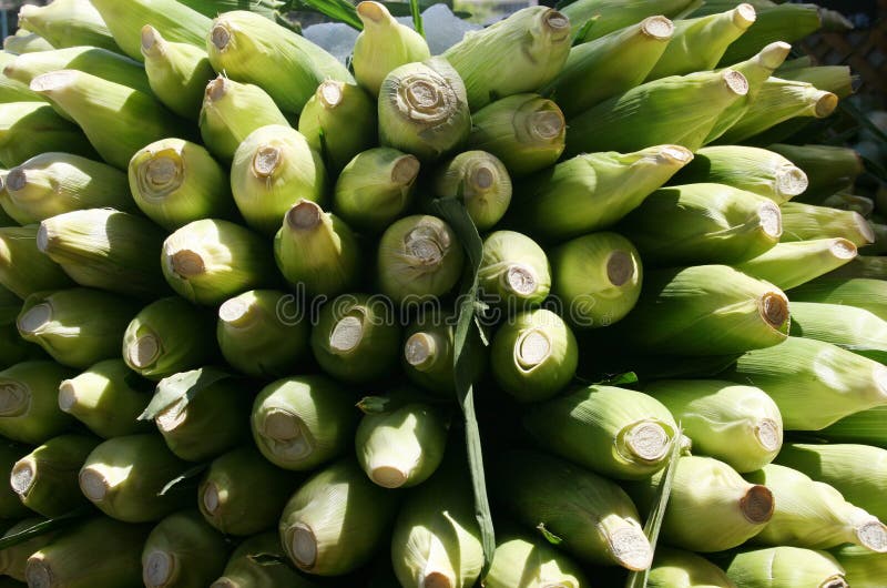 Corn stock image. Image of sale, corn, grocery, display - 42772459