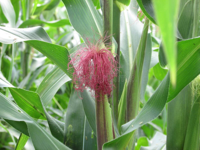 Corn Doll with Hair in the Cornfield of the Site in Full Growth. Stock ...