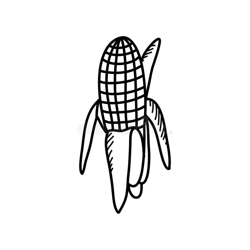 Ear of Corn Doodle Isolated on White Background. Stylized Product Stock ...