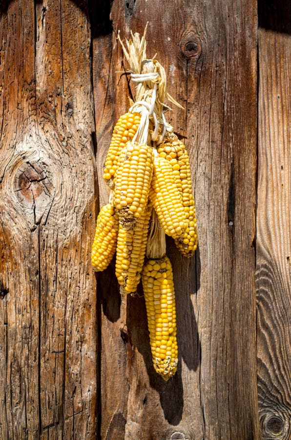 Corn on the door stock image. Image of corn, season, outdoors - 60082933