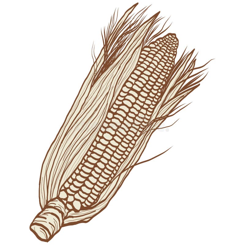 Corn Drawing Vintage Retro Illustration Line Art Sketch Vector Stock ...