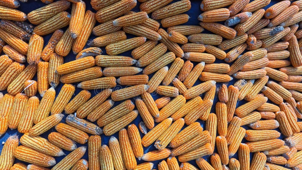 Corn that is Dried in Large Quantities on a Blue Tarpaulin Stock Image ...