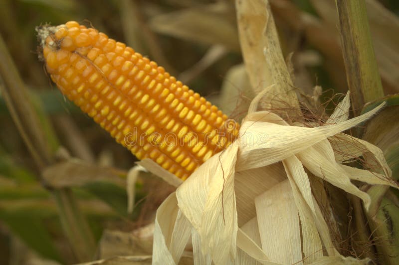 Corn Dried in the Plant, Corn Ready for Harvesting Stock Image - Image ...