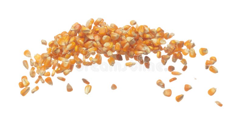 Corn Dried Seed Grain Fly in Mid Air. Yellow Golden Corn Seed Falling ...