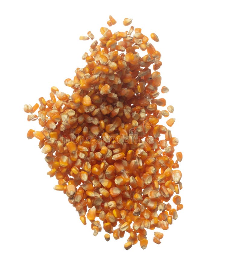 Corn Dried Seed Grain Fly in Mid Air. Yellow Golden Corn Seed Falling ...