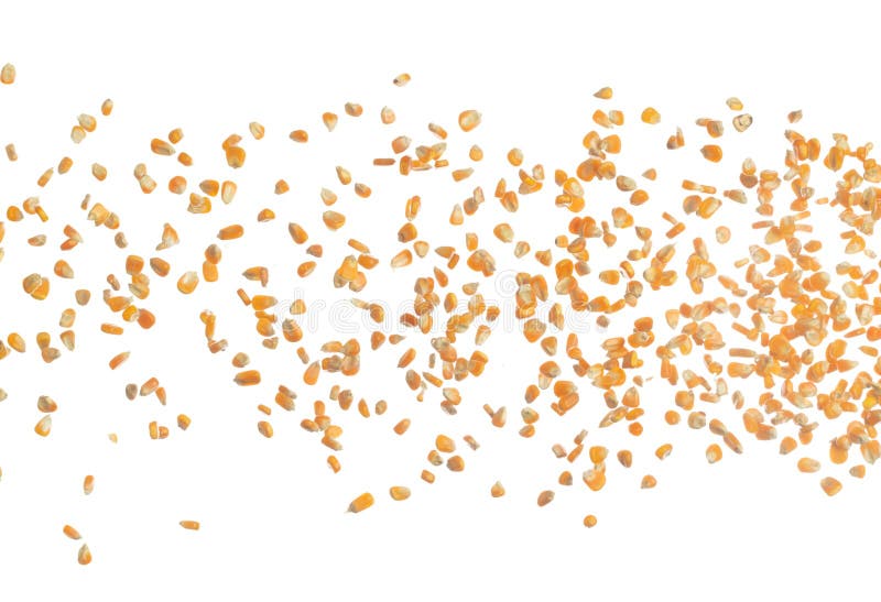 Corn Dried Seed Grain Fly in Mid Air. Yellow Golden Corn Seed Falling ...