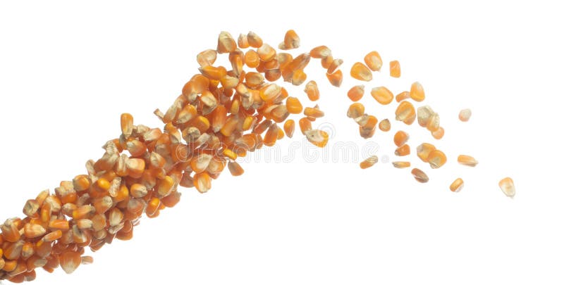 Corn Dried Seed Grain Fly in Mid Air. Yellow Golden Corn Seed Falling ...
