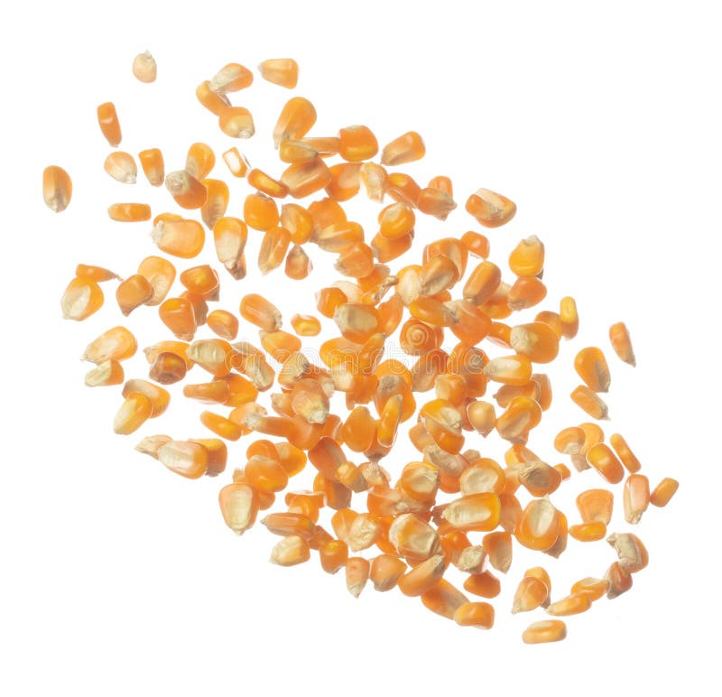 Corn Dried Seed Grain Fly in Ladle Cook. Yellow Golden Corn Seed ...
