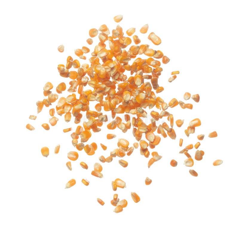 Corn Dried Seed Grain Fly in Mid Air. Yellow Golden Corn Seed Falling ...