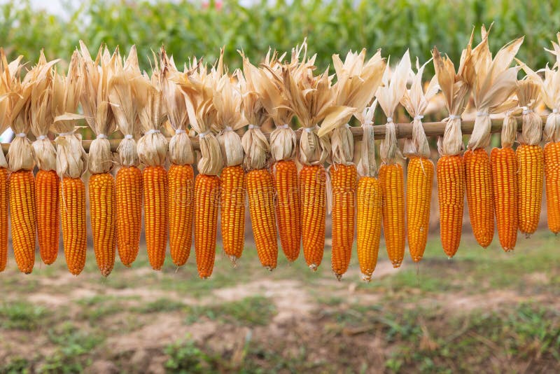 The Corn Dried from the Sun Hanging with Wooden Bar Stock Photo - Image ...