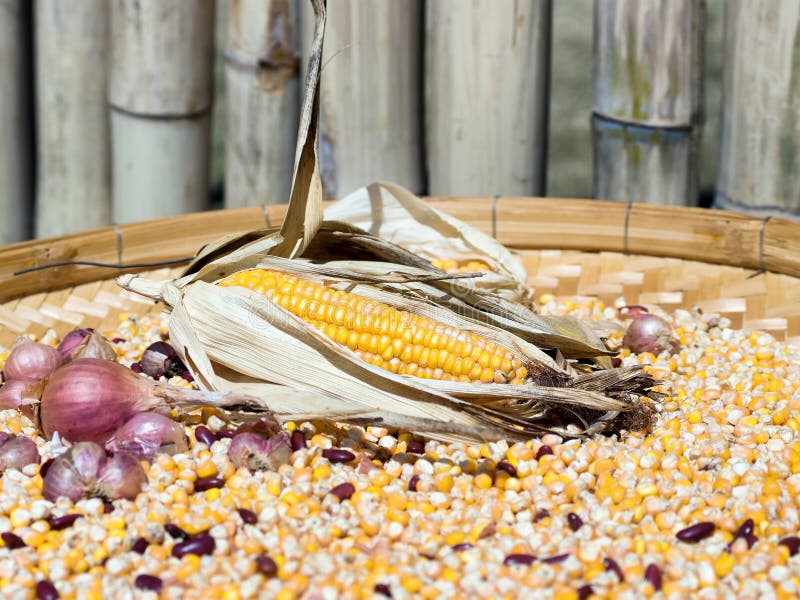 Sun dried corn stock photo. Image of food, crops, diet - 12576878