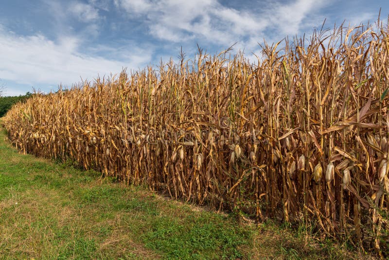 A dried up cornfield stock photo. Image of detail, crop - 170077176