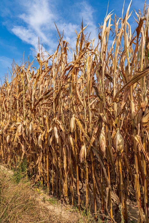 A dried up cornfield stock image. Image of landscape - 170077437