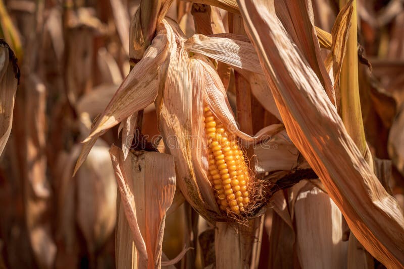 A dried up cornfield stock photo. Image of corn, golden - 212725180