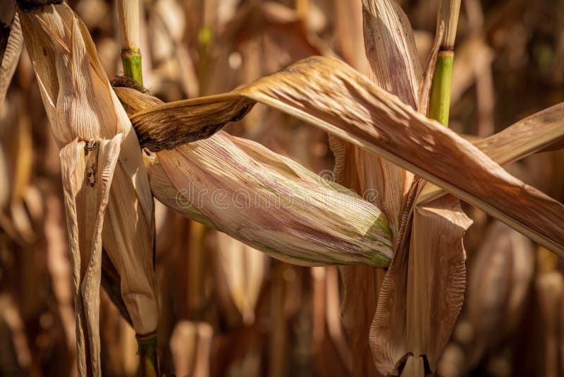 A dried up cornfield stock image. Image of dryness, closeup - 226961601