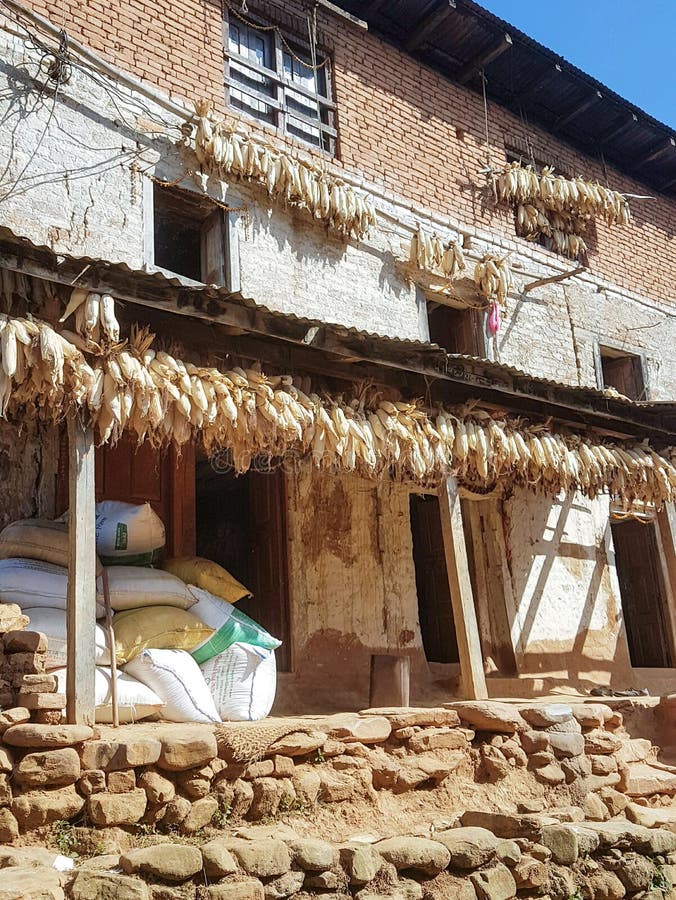 Corn drying stock image. Image of drying, agriculture - 83083657