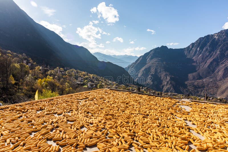 Corn Drying on Roof on Building in Sichuan China Stock Photo - Image of ...