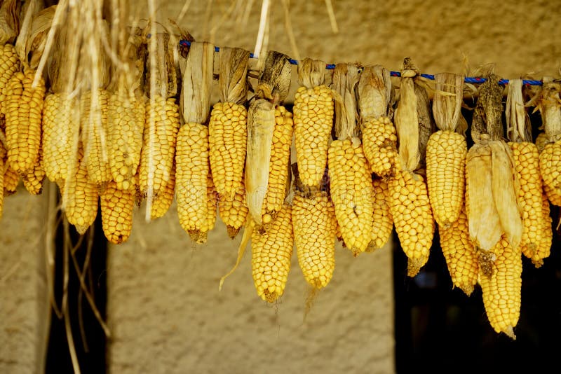 Corn Drying On The Sun In The Village. Sapa. Stock Photo - Image of ...