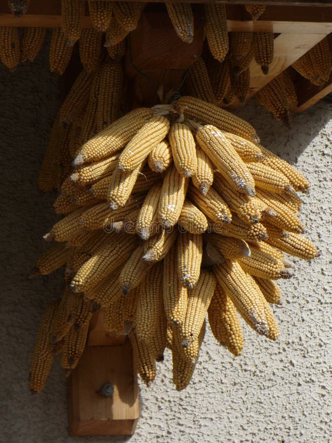 Corn drying in the sun stock image. Image of alpes, mones - 116207487