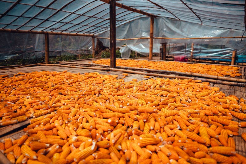 Corn drying under sunlight stock image. Image of detail - 271396333