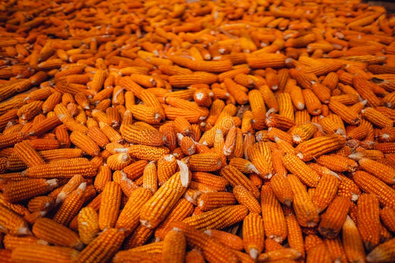 Corn drying under sunlight stock photo. Image of harvest - 271396352