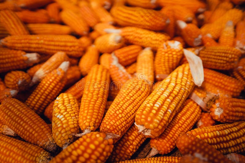 Corn drying under sunlight stock image. Image of detail - 271396377