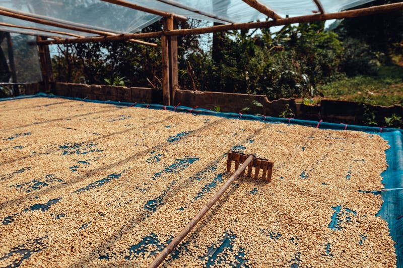Corn drying under sunlight stock photo. Image of detail - 271396406