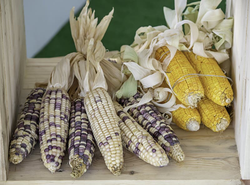 Corn Drying on Wood for the Seeds To Cultivate Stock Image - Image of ...