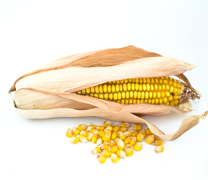 Corn ear stock photo. Image of biology, grain, crop, cereal - 16191818