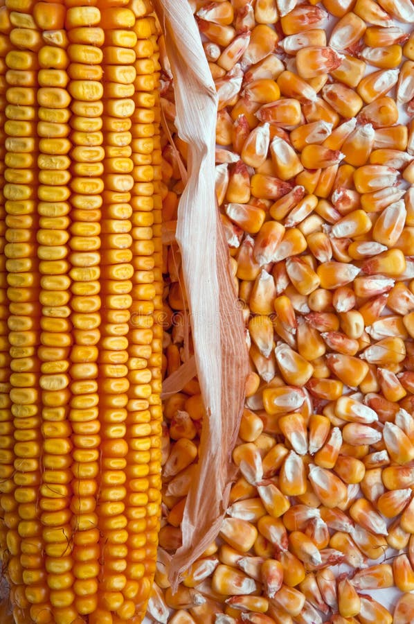 Corn ear stock image. Image of cereal, green, natural - 21438715