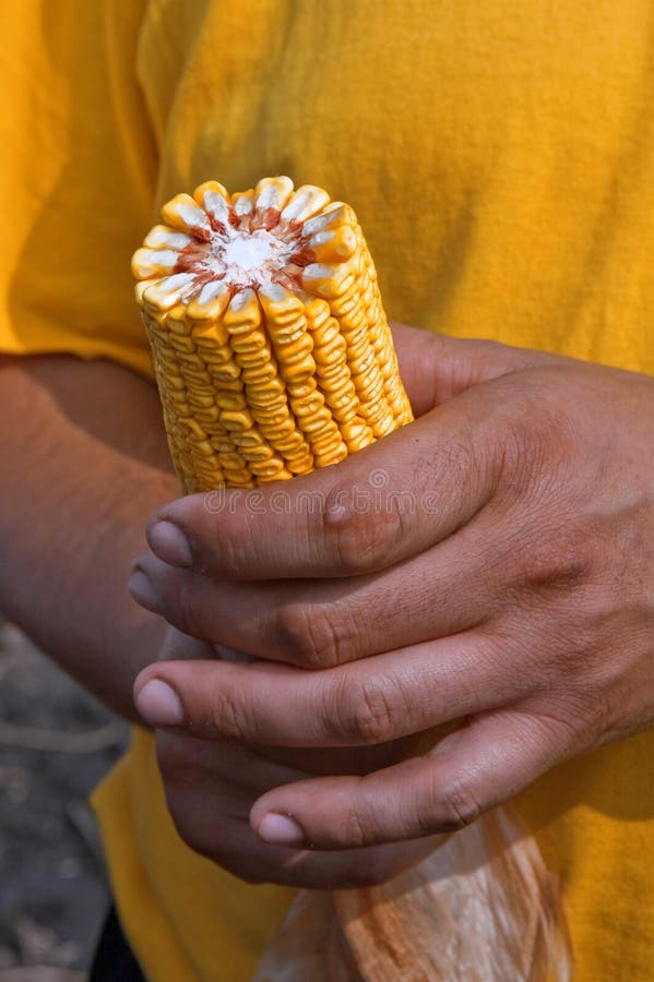 Corn ear stock photo. Image of grow, crops, agriculture - 26428806
