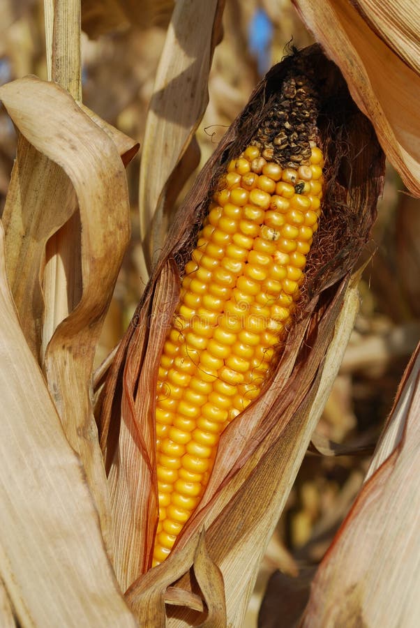 Corn ear stock photo. Image of vegetable, plant, ripe - 27224398