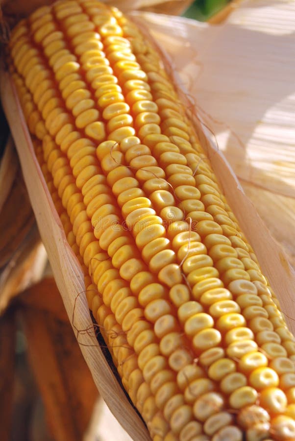 Corn ear stock photo. Image of yield, agriculture, leaf - 3256350