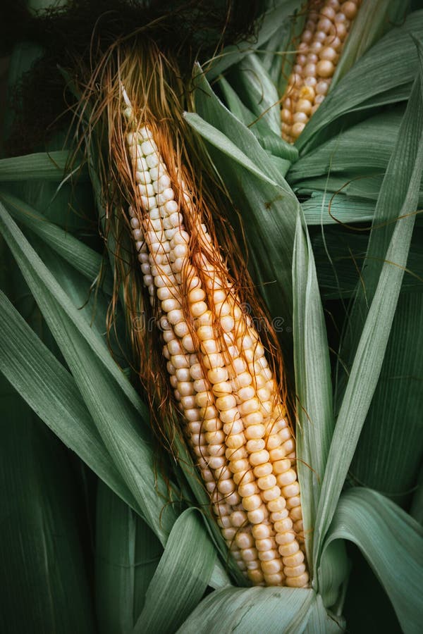 Corn ear close up. stock photo. Image of kernels, golden - 192265676