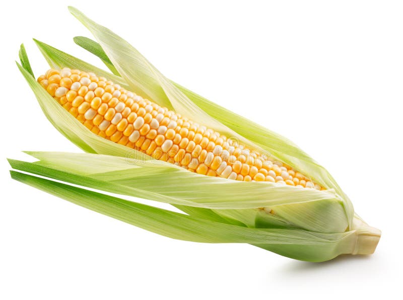 Corn Ear Isolated on a White Background Stock Photo - Image of ...