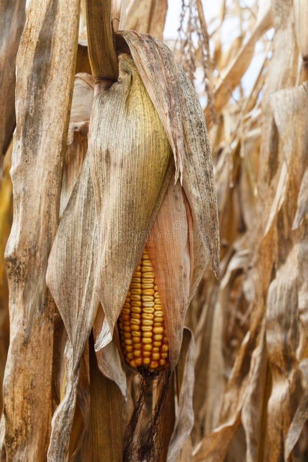 Corn Ear Just before the Harvest Stock Photo - Image of food, cereal ...