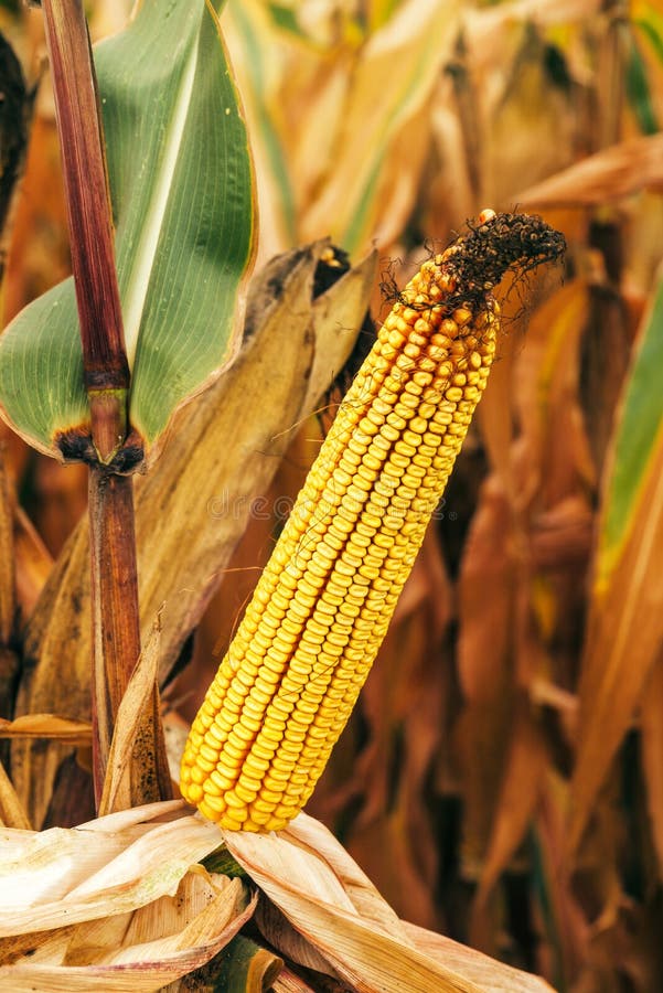 Corn ear stock photo. Image of fresh, outdoor, production - 77508466