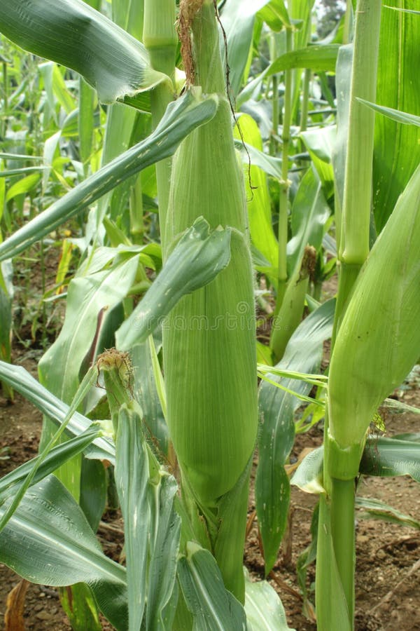 Corn ear on plant stock image. Image of antioxidant, alternative - 35341329