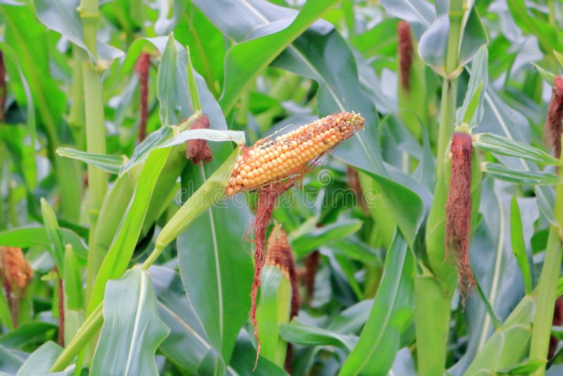 Corn with Ear Rot Insect Infestation Stock Image - Image of outside ...