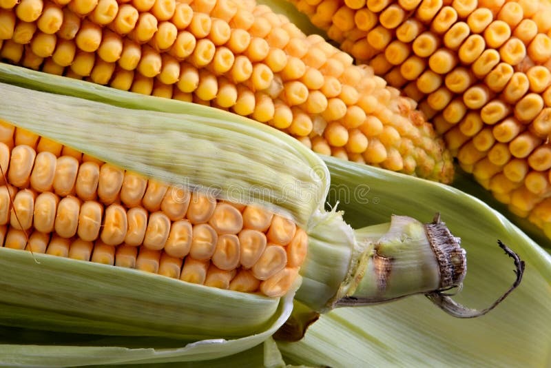 Corn In Ears Picture. Image: 1141836