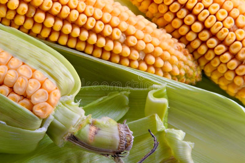 Corn In Ears Picture. Image: 1141842