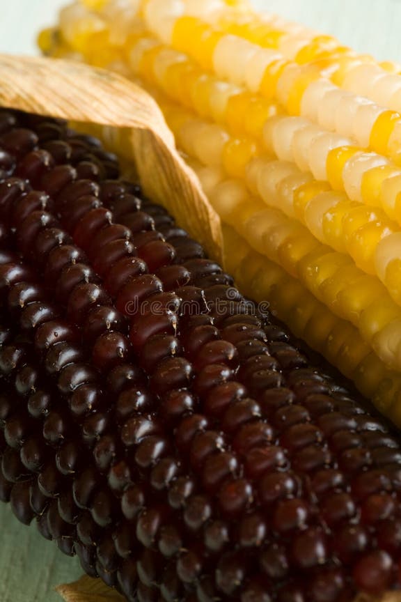 Corn ears stock photo. Image of kernel, nutrition, culinary - 13431278
