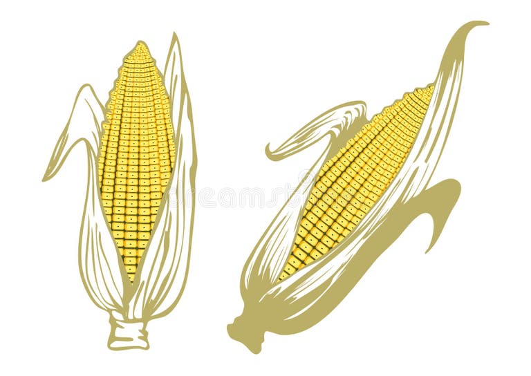 Whole Corn Ears Stock Illustrations – 2,125 Whole Corn Ears Stock ...