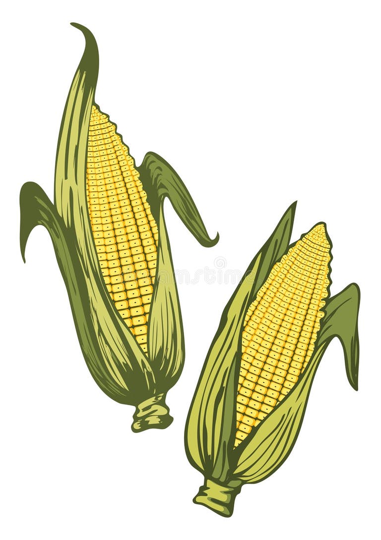 Leafy Corn Stock Illustrations – 2,647 Leafy Corn Stock Illustrations ...